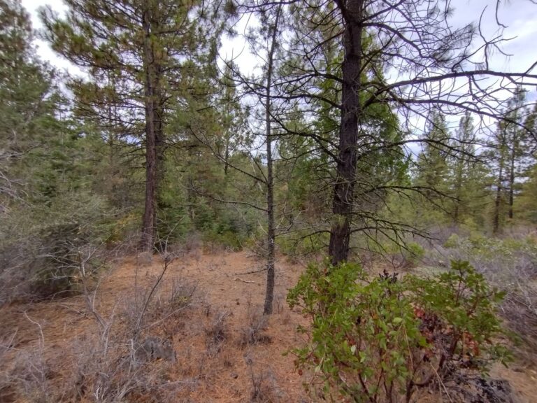 Plot perfection! Nice sized, heavily treed, power access, near nat’l ...