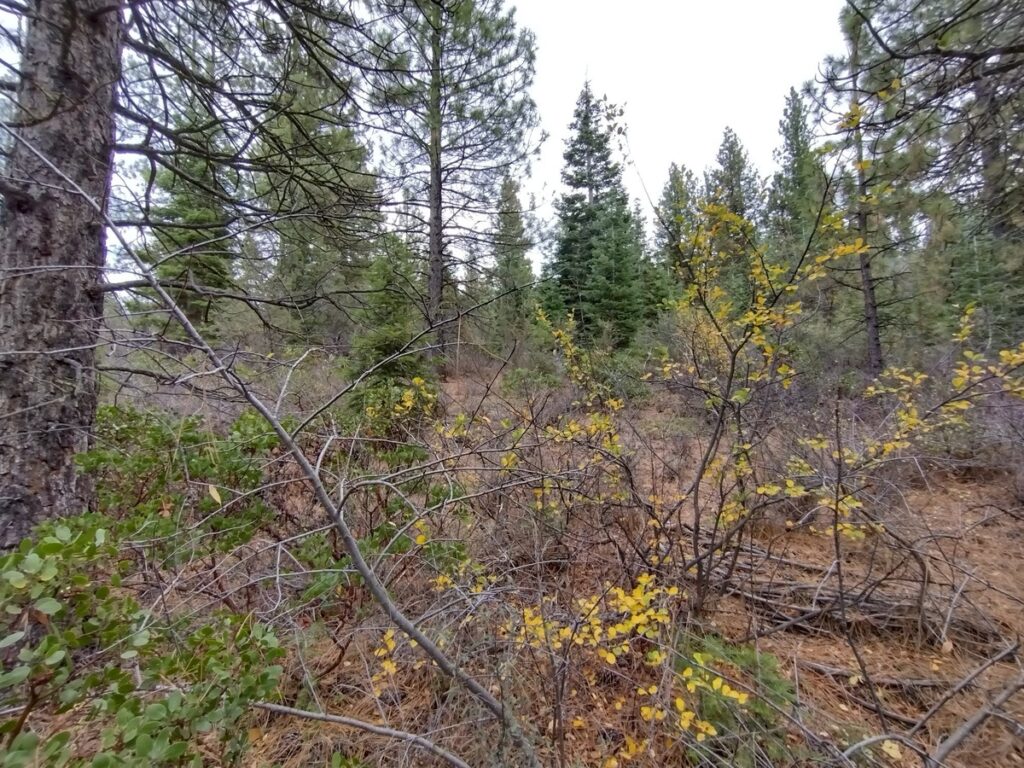Plot perfection! Nice sized, heavily treed, power access, near nat’l ...
