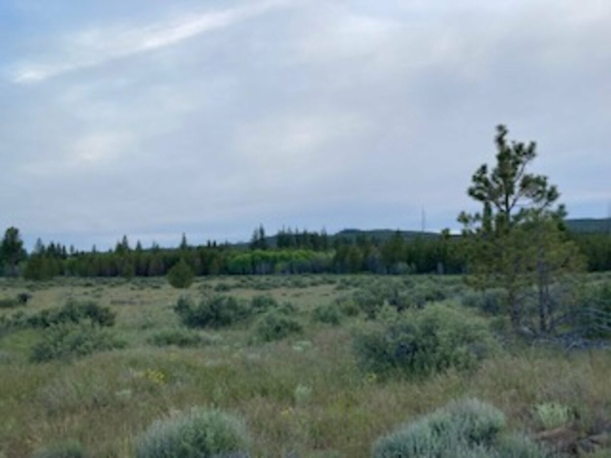 Own 1.52 Acres of Raw, Untamed Oregon Wilderness – No Bull, No Beauty ...